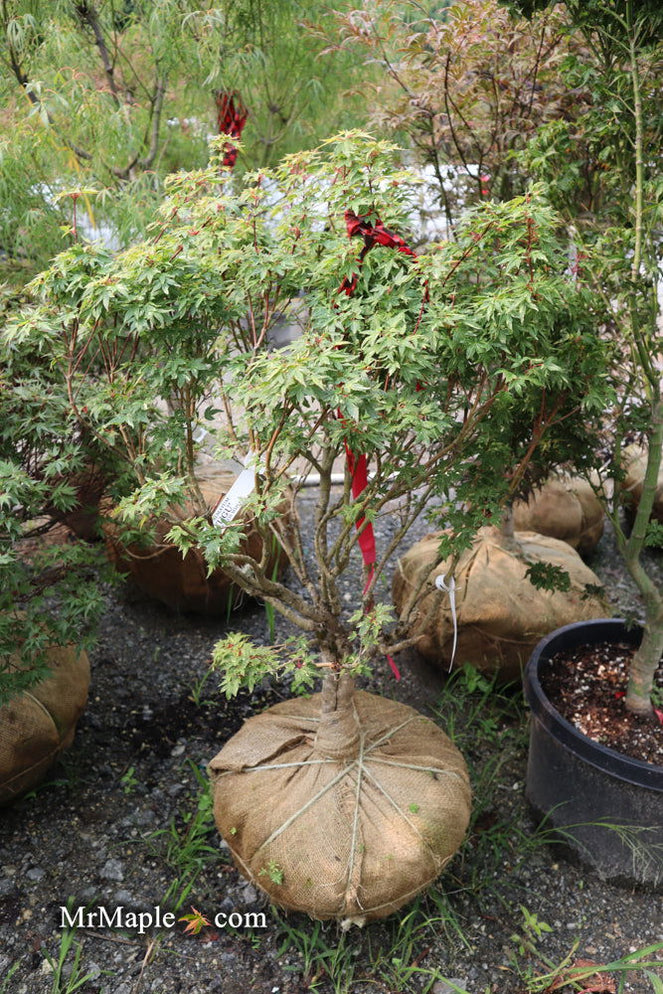 Buy Acer palmatum 'Ryugu' Dwarf Japanese Maple — Mr Maple │ Buy ...