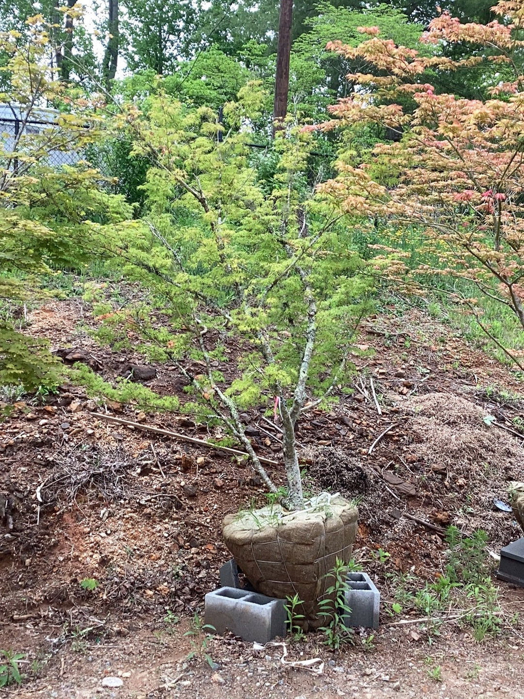 Buy Acer palmatum dissectum 'Seiryu' Japanese Maple — Mr Maple │ Buy ...
