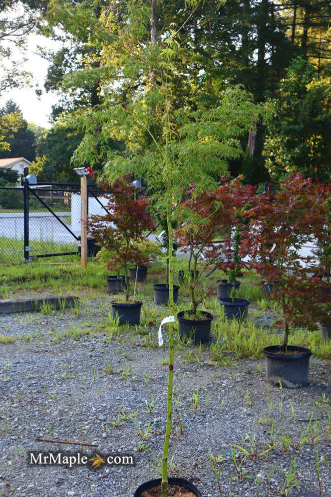 Buy Acer palmatum dissectum 'Seiryu' Japanese Maple — Mr Maple │ Buy ...
