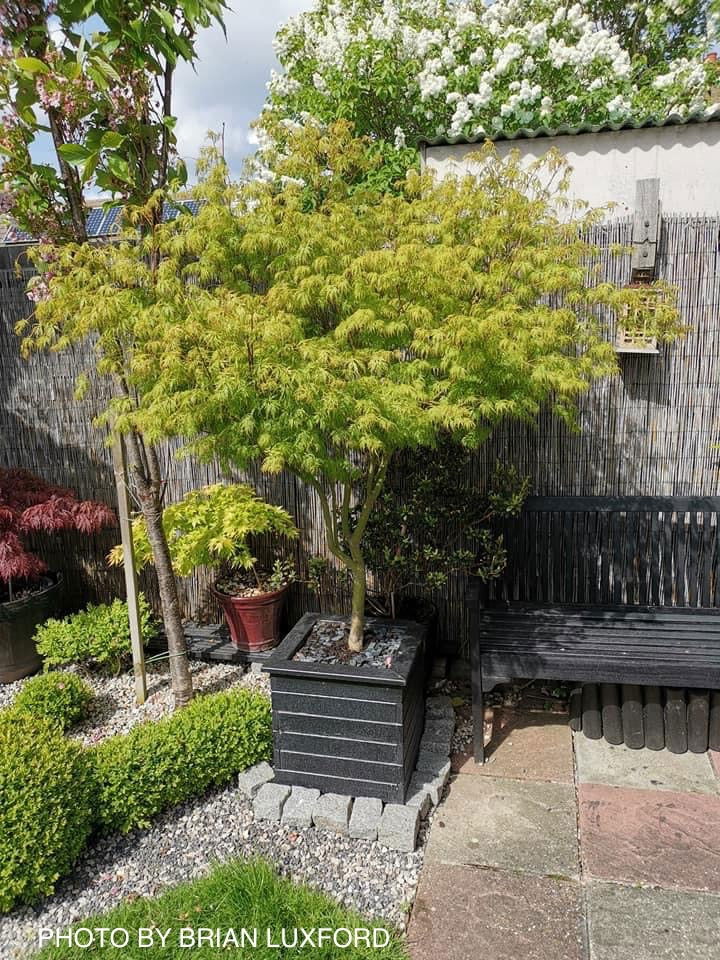 Buy Acer palmatum dissectum 'Seiryu' Japanese Maple — Mr Maple │ Buy ...