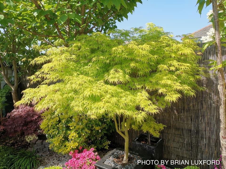 Buy Acer palmatum dissectum 'Seiryu' Japanese Maple — Mr Maple │ Buy ...