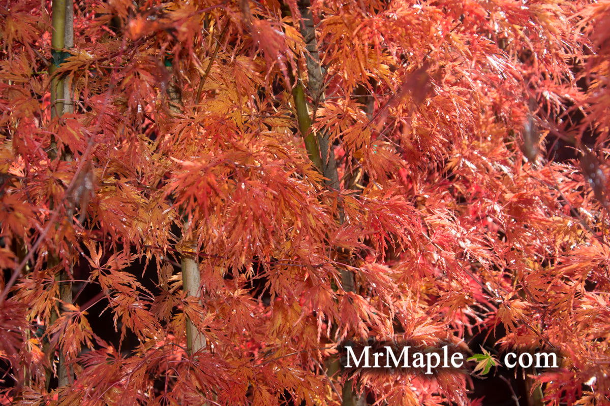 Buy Acer palmatum dissectum 'Seiryu' Japanese Maple — Mr Maple │ Buy ...