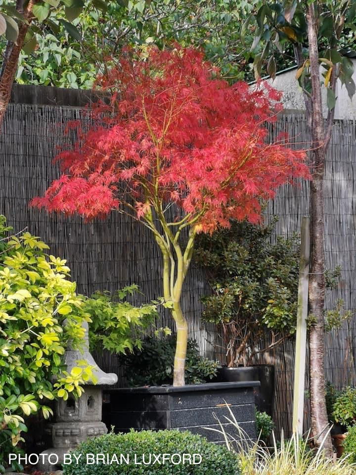 Buy Acer palmatum dissectum 'Seiryu' Japanese Maple — Mr Maple │ Buy ...