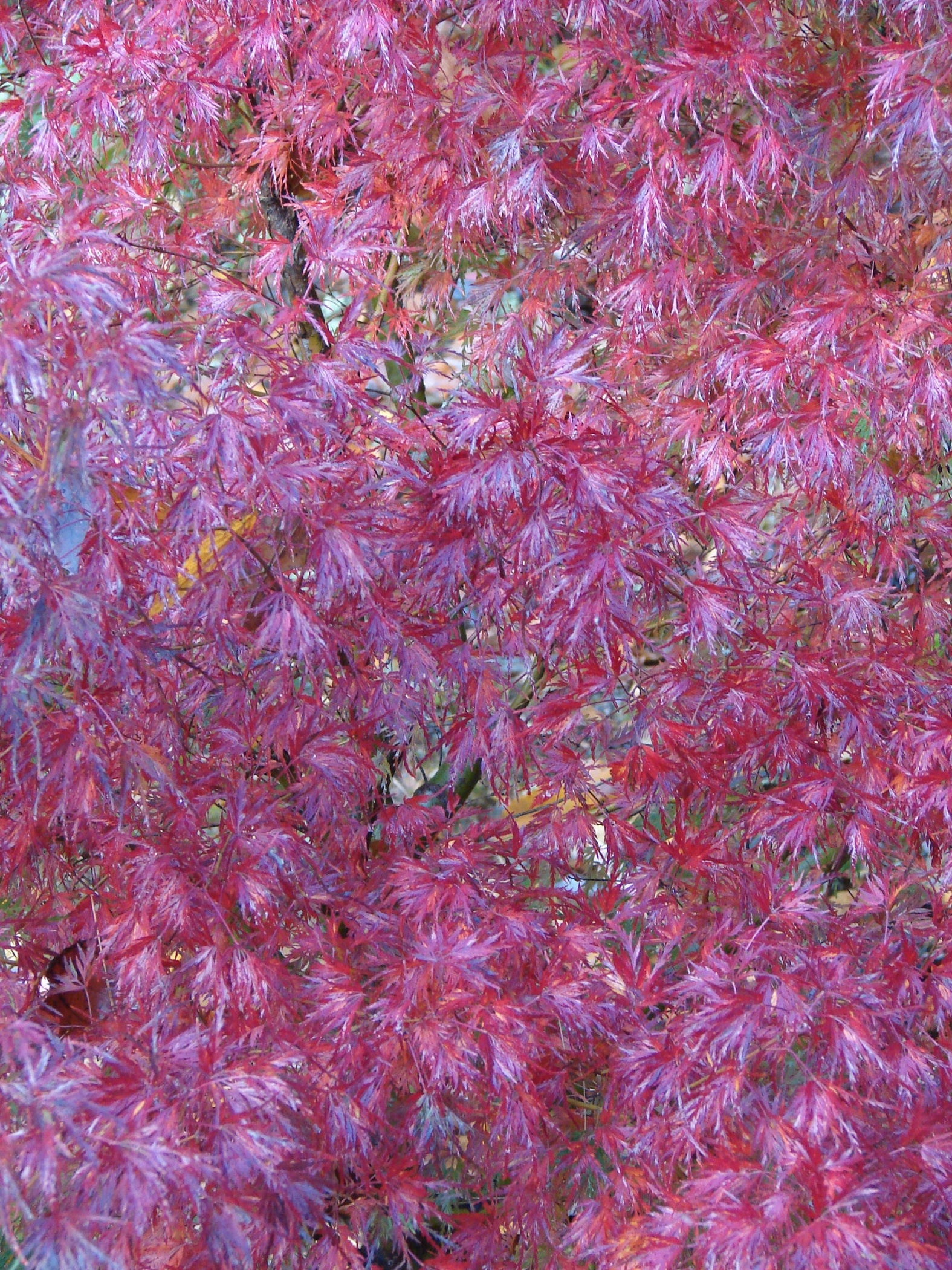 Buy Acer palmatum dissectum 'Seiryu' Japanese Maple — Mr Maple │ Buy ...
