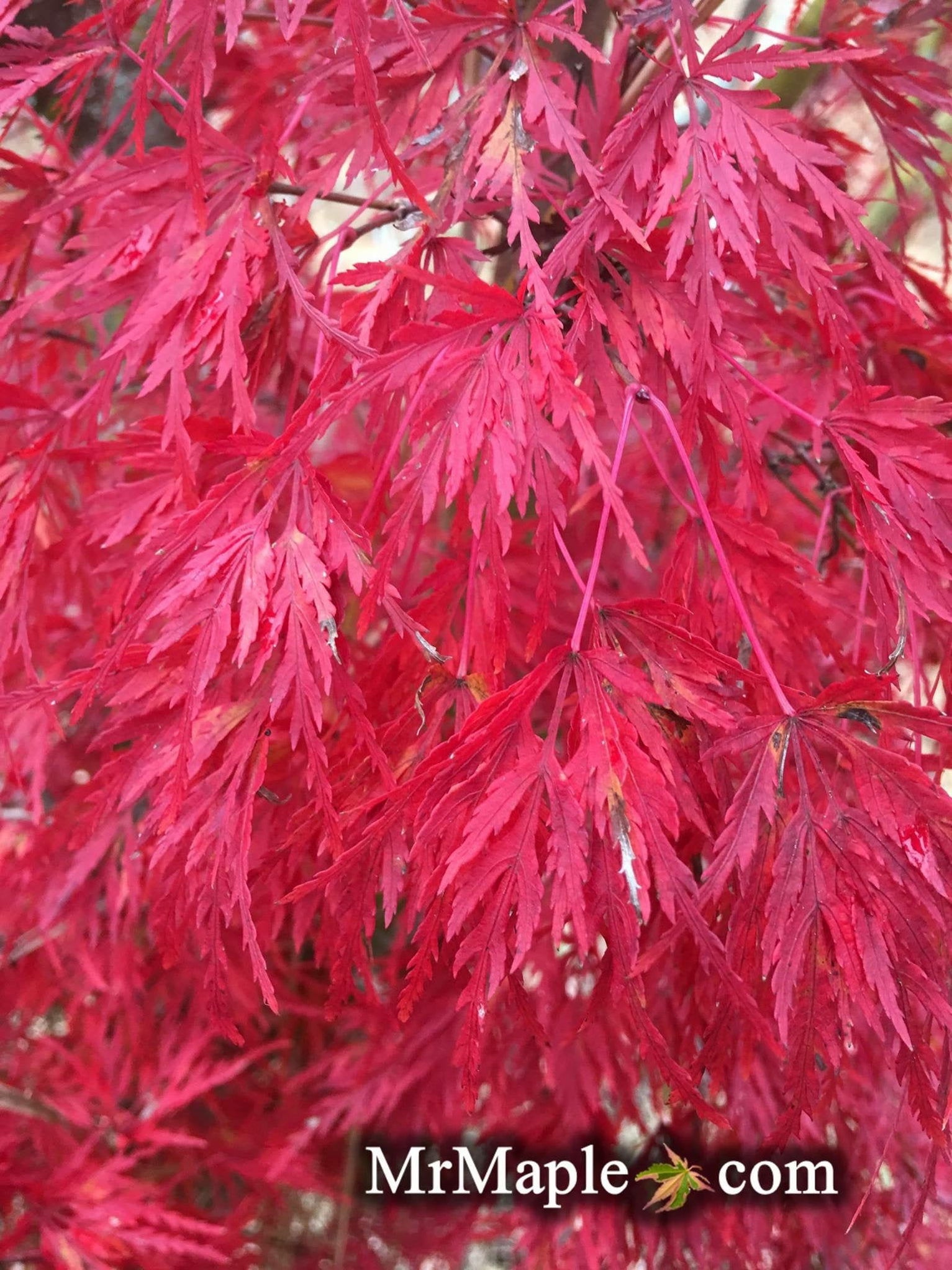 Buy Acer palmatum dissectum 'Seiryu' Japanese Maple — Mr Maple │ Buy ...