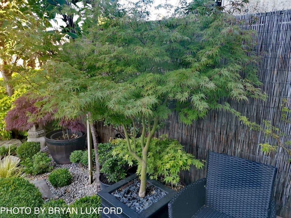 Buy Acer palmatum dissectum 'Seiryu' Japanese Maple — Mr Maple │ Buy ...