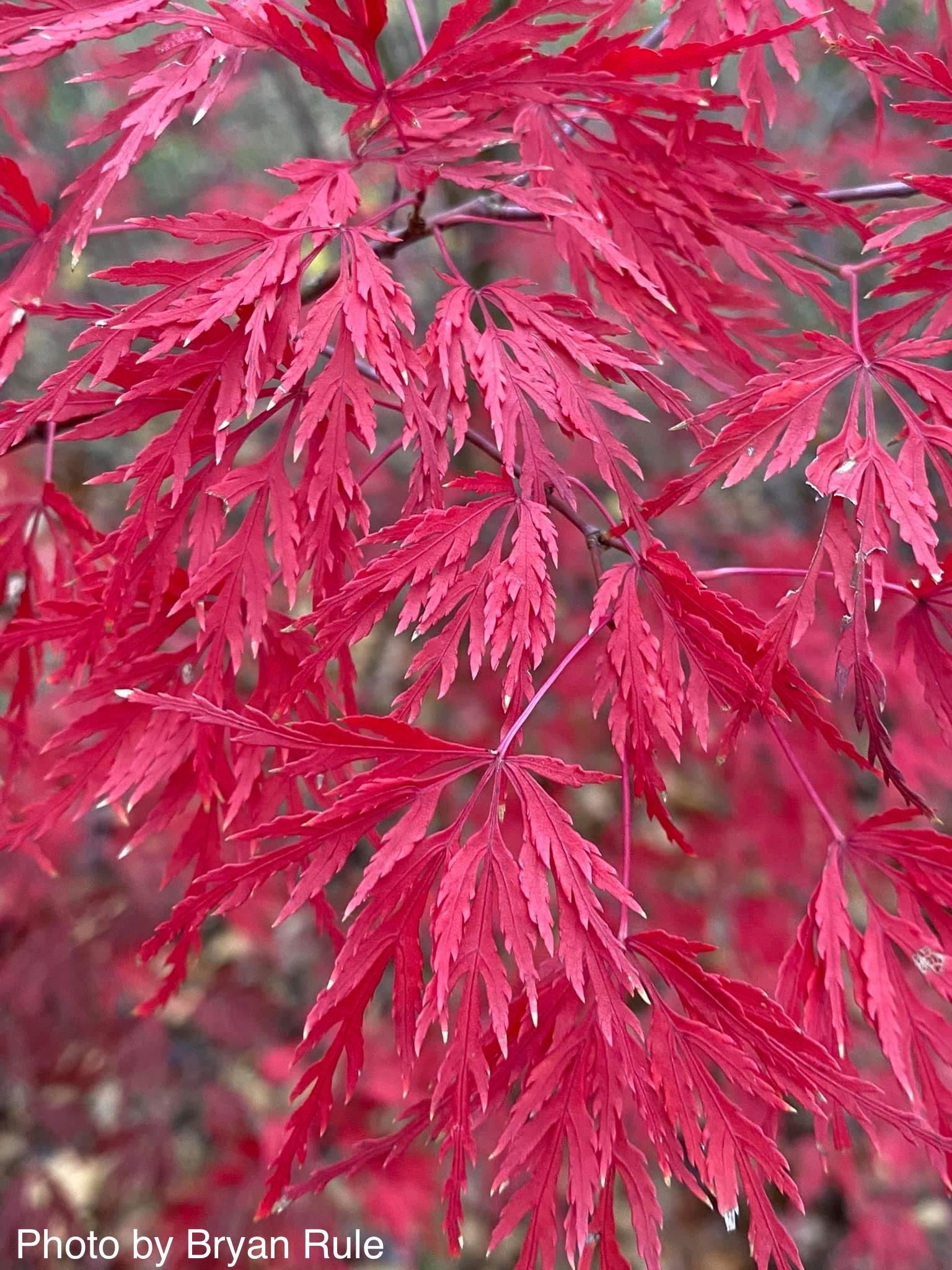 Buy Acer palmatum dissectum 'Seiryu' Japanese Maple — Mr Maple │ Buy ...
