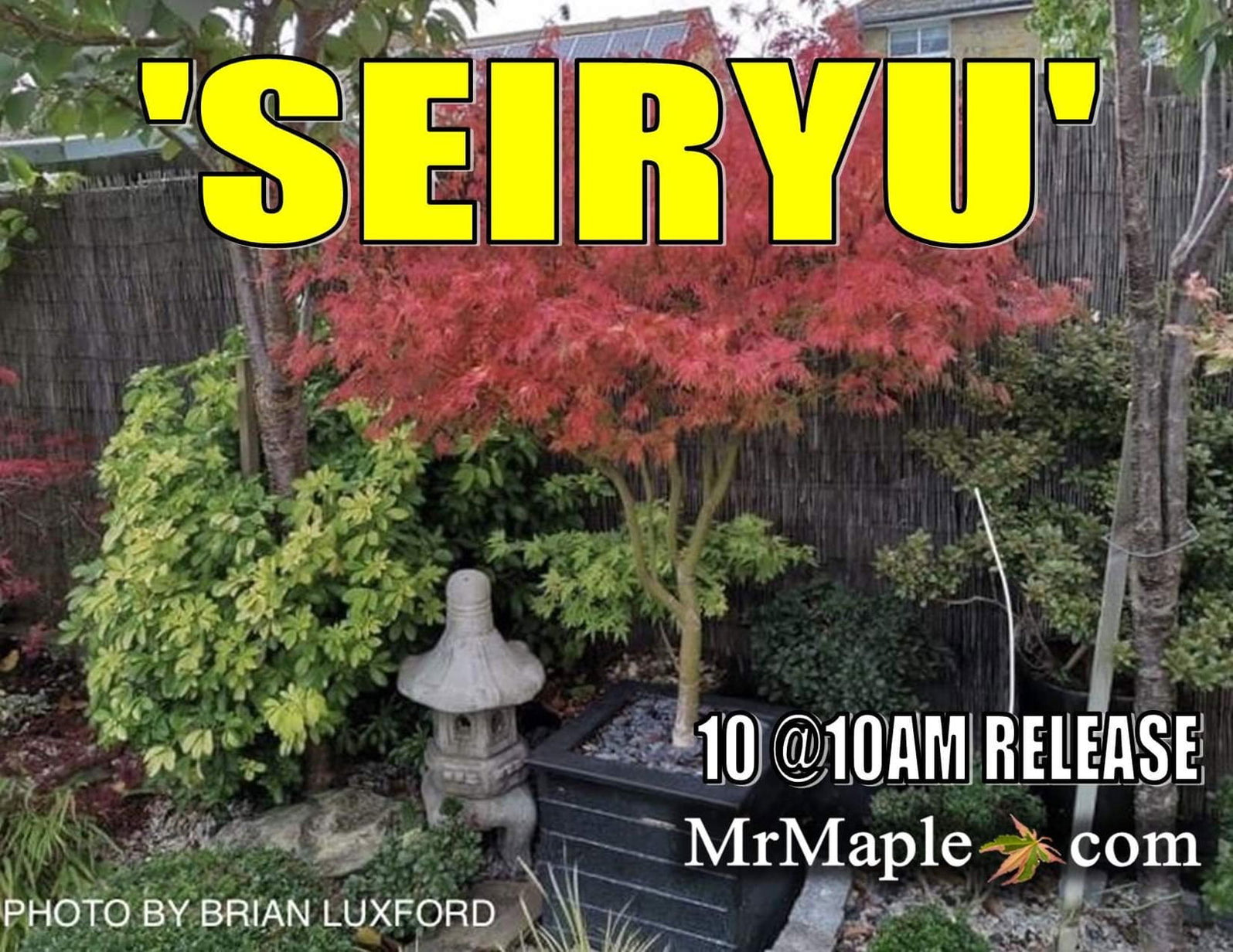 Buy Acer palmatum dissectum 'Seiryu' Japanese Maple — Mr Maple │ Buy ...