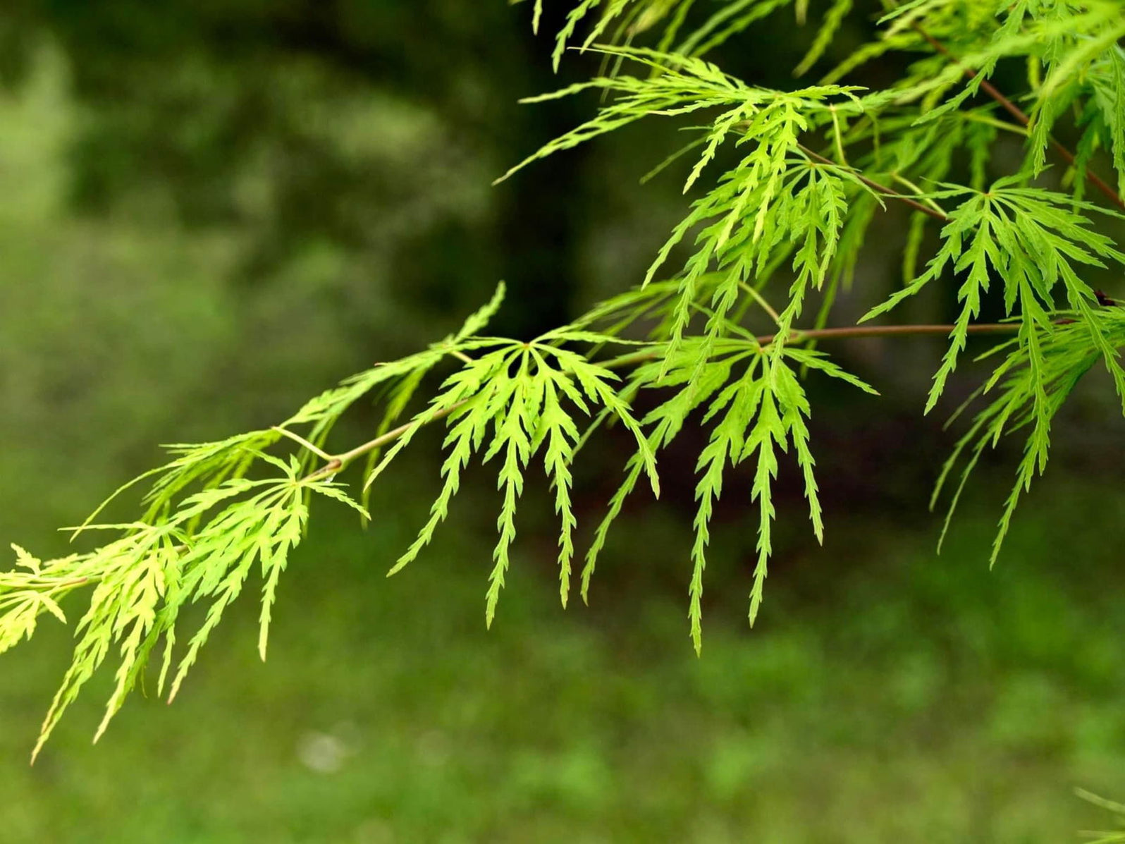 Buy Acer palmatum dissectum 'Seiryu' Japanese Maple — Mr Maple │ Buy ...