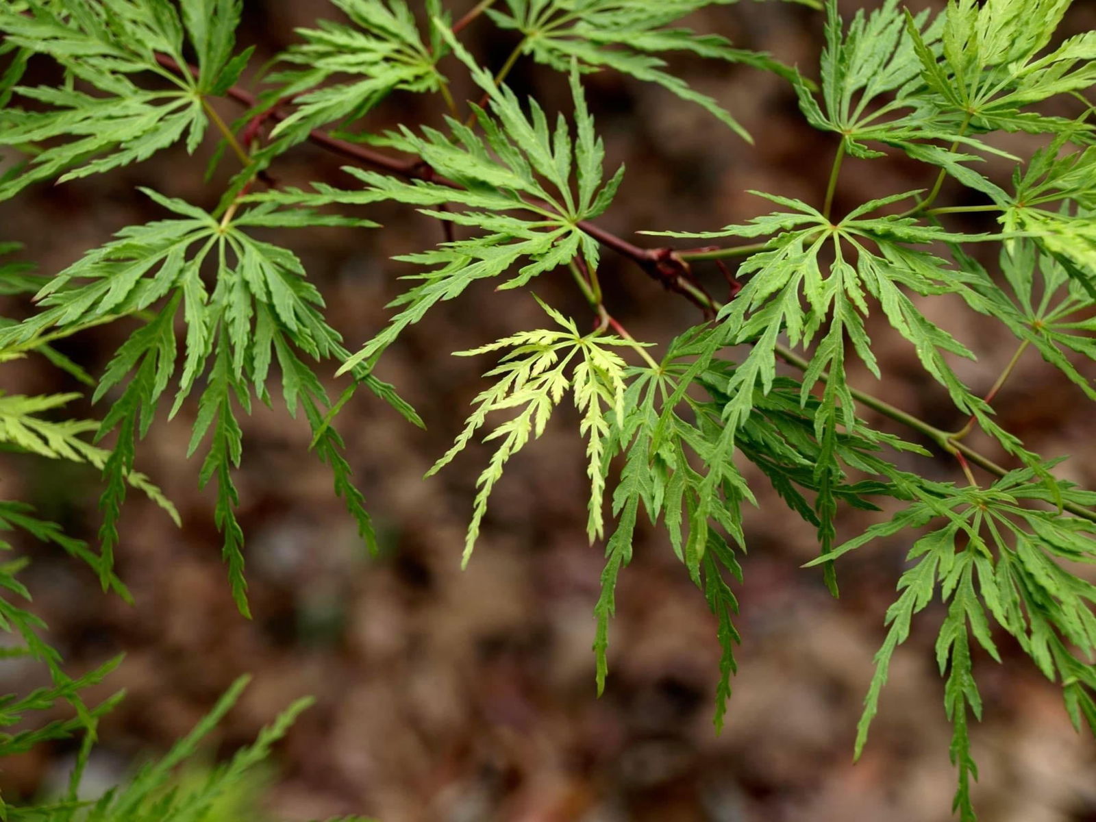 Buy Acer palmatum dissectum 'Seiryu' Japanese Maple — Mr Maple │ Buy ...