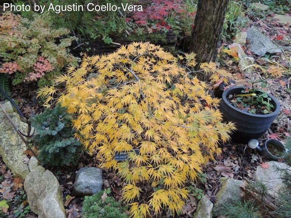 Buy Acer palmatum dissectum 'Washi no o' Dwarf Weeping Japanese Maple ...