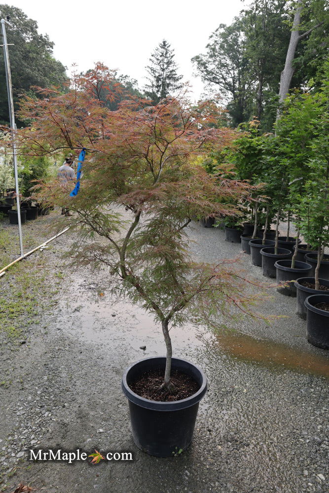 Buy Acer palmatum 'Watnong' Weeping Japanese Maple — Mr Maple │ Buy ...