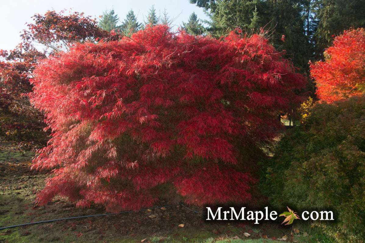 Buy Acer palmatum 'Watnong' Weeping Japanese Maple — Mr Maple │ Buy ...