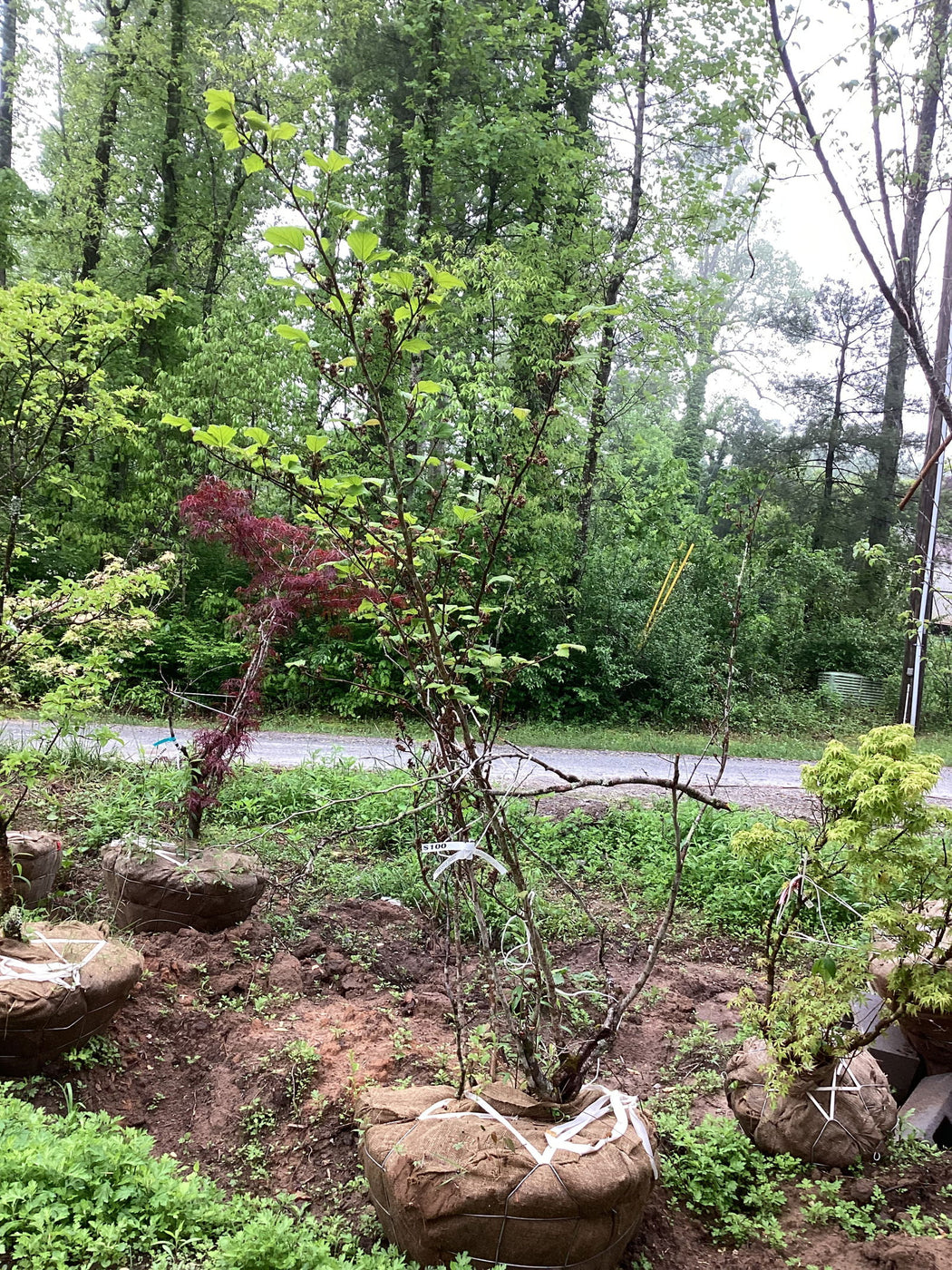 Buy Hamamelis x intermedia 'Orange Peel' Orange Witch Hazel — Mr Maple ...