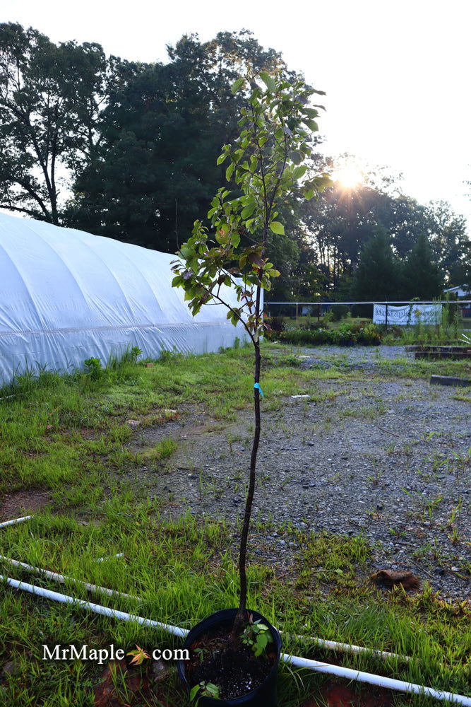 Buy Parrotia persica 'Persian Spire™' Columnar Persian Ironwood — Mr ...