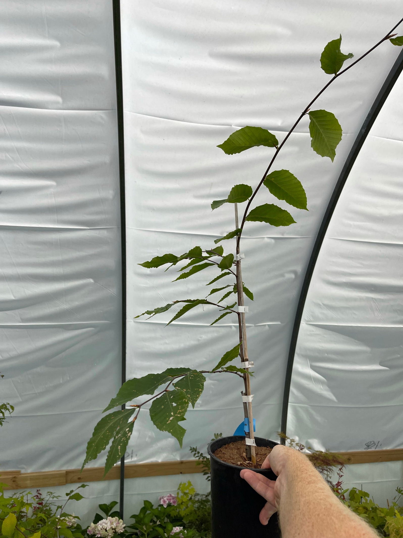 Buy Fagus grandifolia 'Cameron’s Weeping' Weeping American Beech — Mr ...