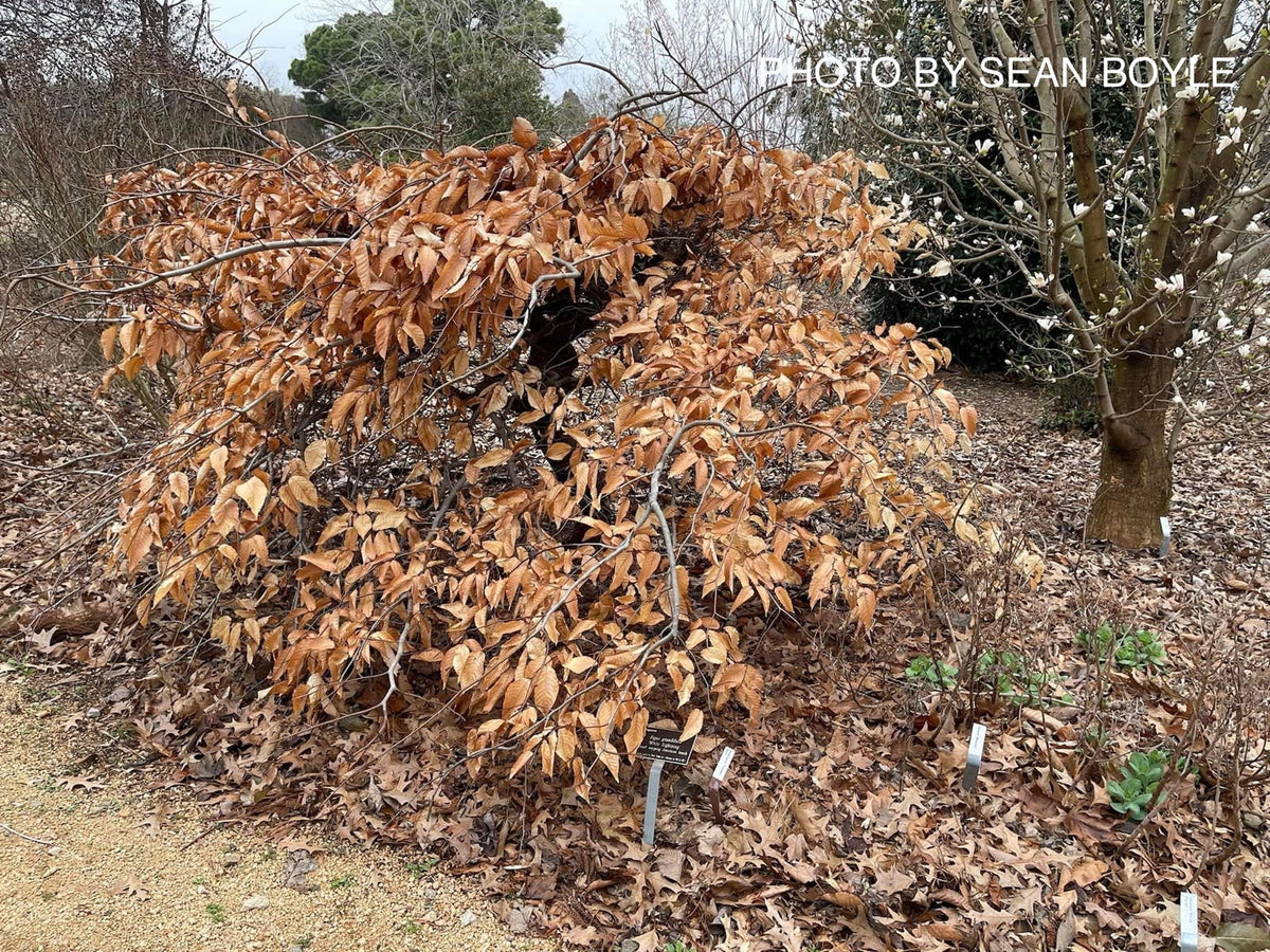 Buy Fagus grandifolia 'White Lightning' Weeping American Beech — Mr ...