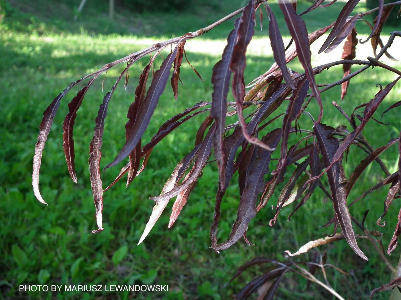 Buy Fagus sylvatica 'Ansorgei' Dwarf Copper Beech — Mr Maple │ Buy ...