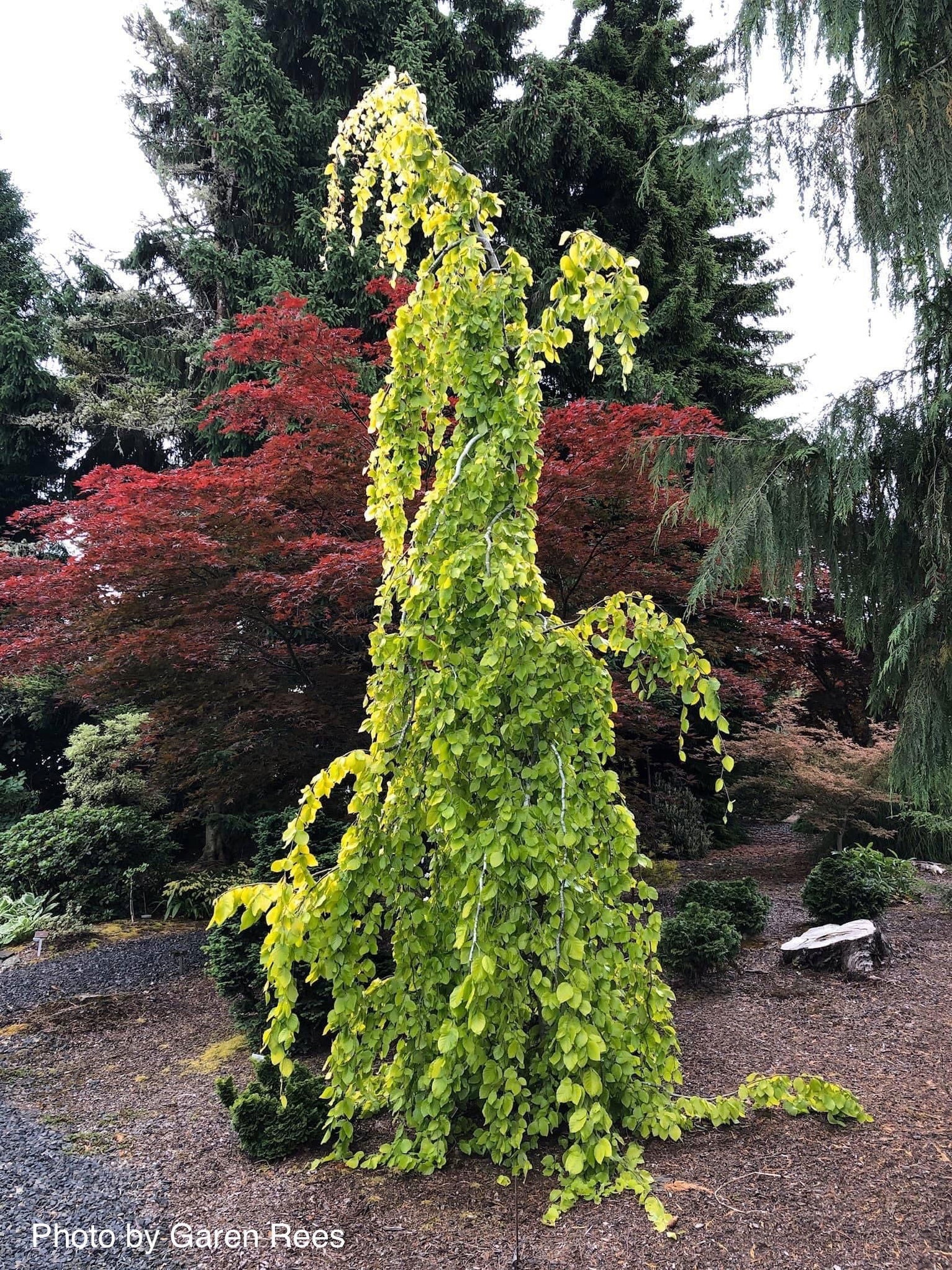 Buy Fagus sylvatica 'Aurea Pendula' Weeping Golden European Beech — Mr ...