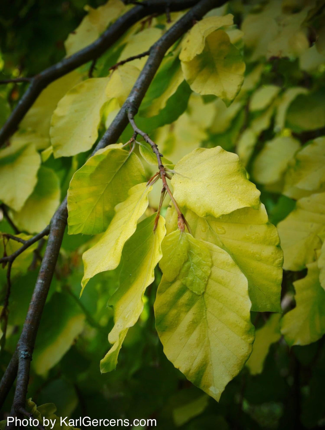 Buy Fagus sylvatica 'Aurea Pendula' Weeping Golden European Beech — Mr ...