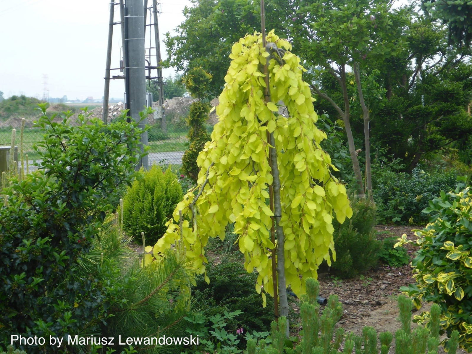 Buy Fagus sylvatica 'Aurea Pendula' Weeping Golden European Beech — Mr ...