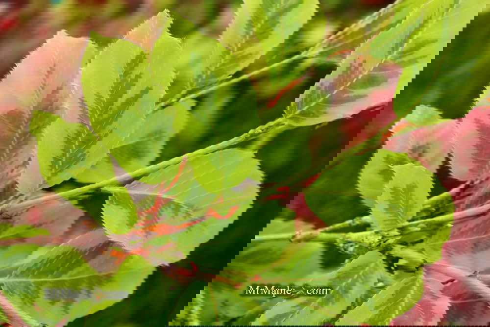 Buy Fagus sylvatica 'Bicolor Sartini' Variegated European Beech — Mr ...