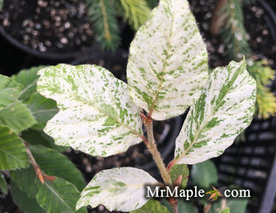 Buy Fagus sylvatica 'Marmor Star' Variegate European Beech — Mr Maple ...