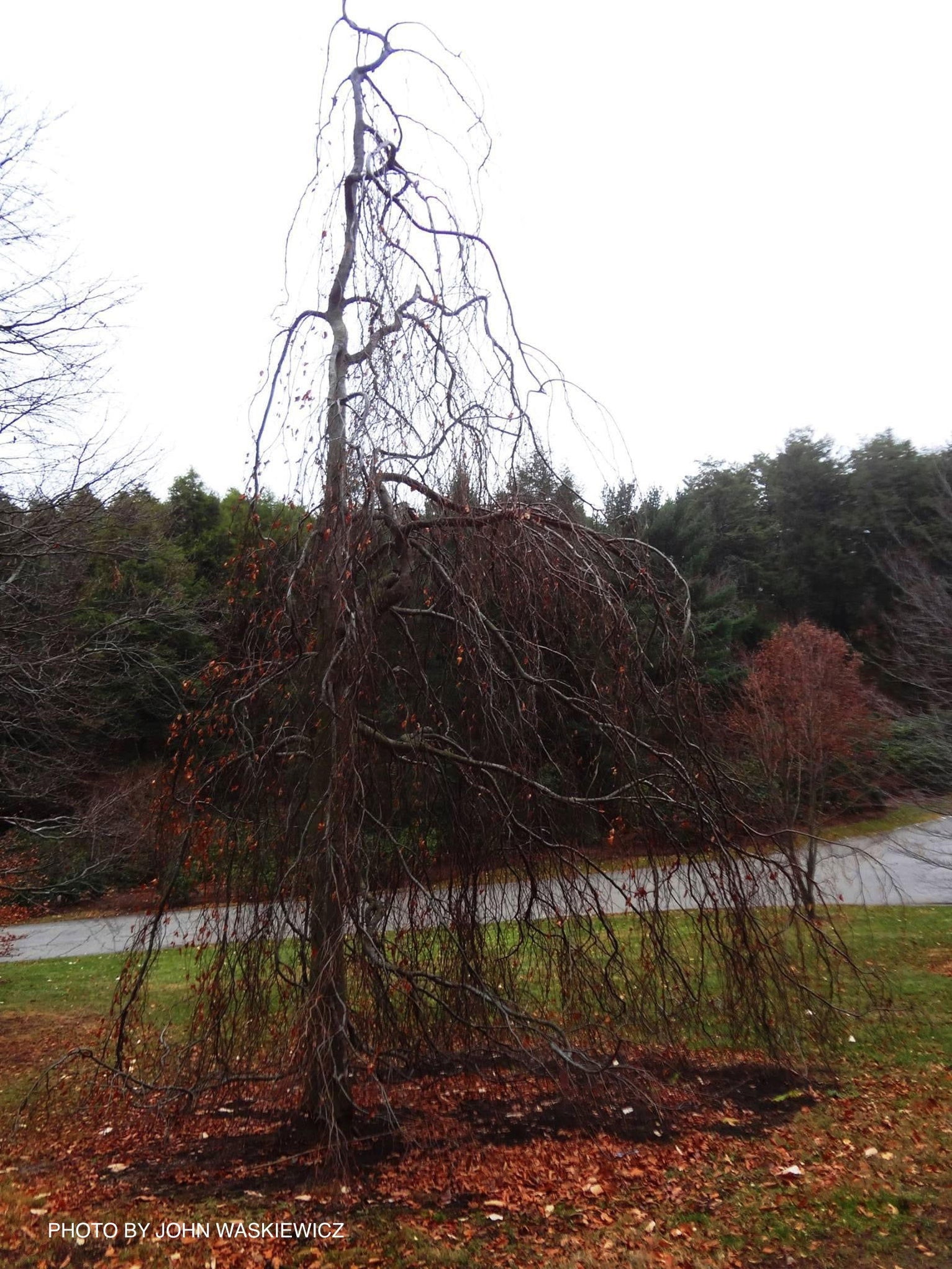 Buy Fagus sylvatica 'Pendula' Weeping Golden European Beech — Mr Maple ...