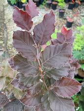 Buy Fagus sylvatica 'Red Obelisk' Narrow Growing Purple Beech Tree — Mr ...
