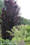 Buy Fagus sylvatica 'Red Obelisk' Narrow Growing Purple Beech Tree — Mr ...