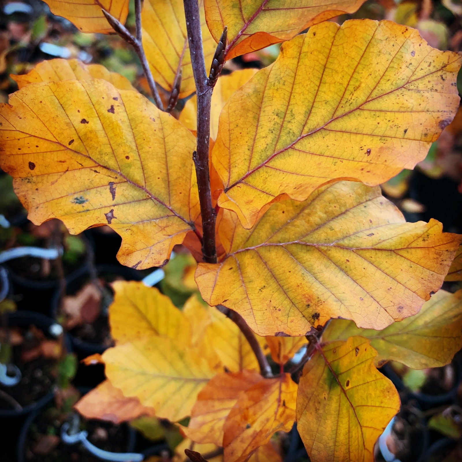 Buy Fagus sylvatica 'Red Obelisk' Narrow Growing Purple Beech Tree — Mr ...
