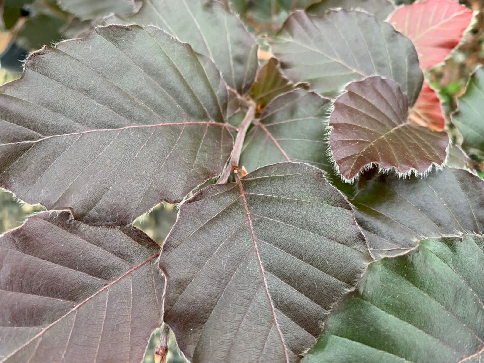 Buy Fagus sylvatica 'Red Obelisk' Narrow Growing Purple Beech Tree — Mr ...