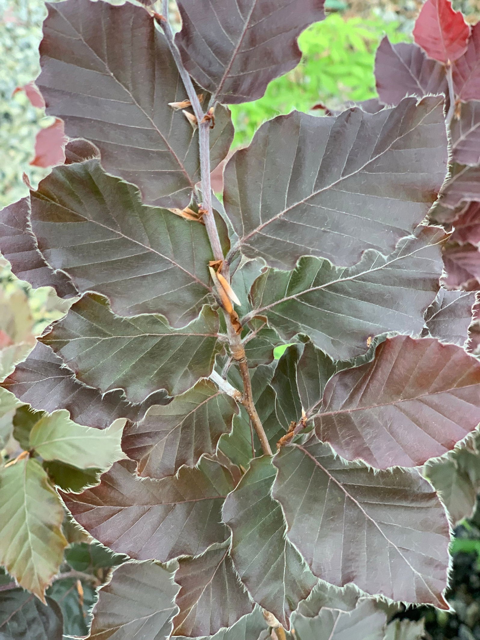 Buy Fagus sylvatica 'Red Obelisk' Narrow Growing Purple Beech Tree — Mr ...