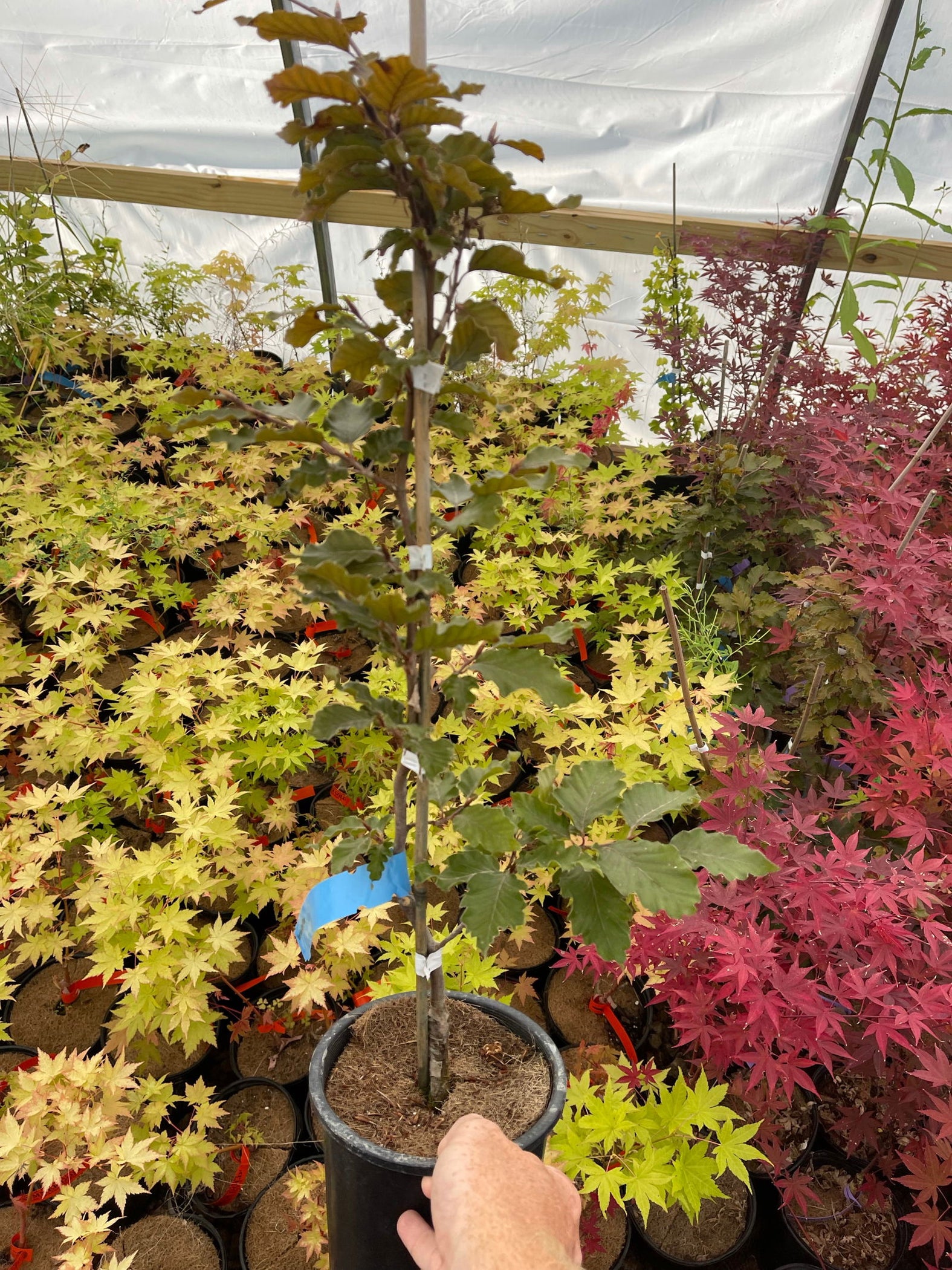 Buy Fagus sylvatica 'Rohan Red Weeping' Weeping Purple European Beech ...