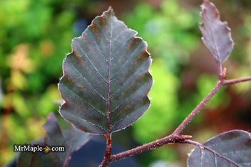 Buy Fagus sylvatica 'Rohan Red Weeping' Weeping Purple European Beech ...