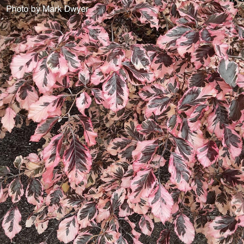 fagus sylvatica tricolor pendula