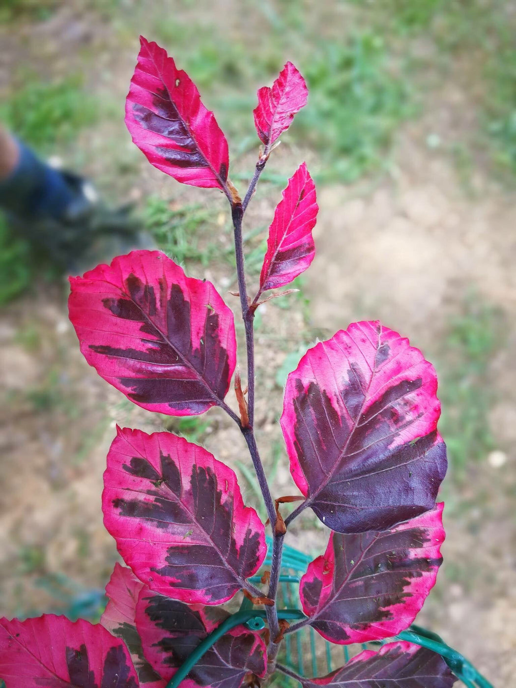 Buy Fagus sylvaltica 'Tricolor' Variegated European Beach — Mr Maple ...