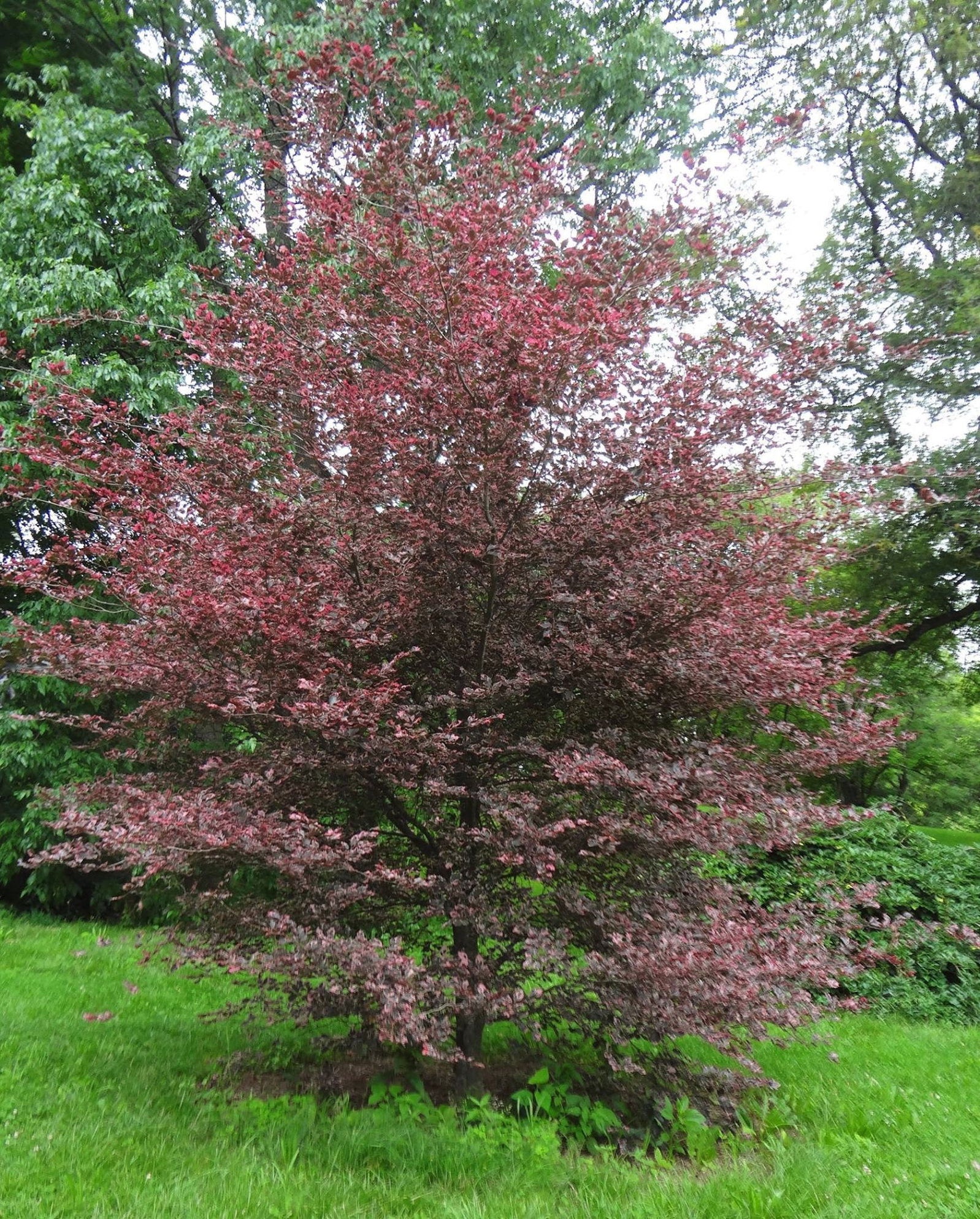 Buy Fagus sylvaltica 'Tricolor' Variegated European Beach — Mr Maple ...