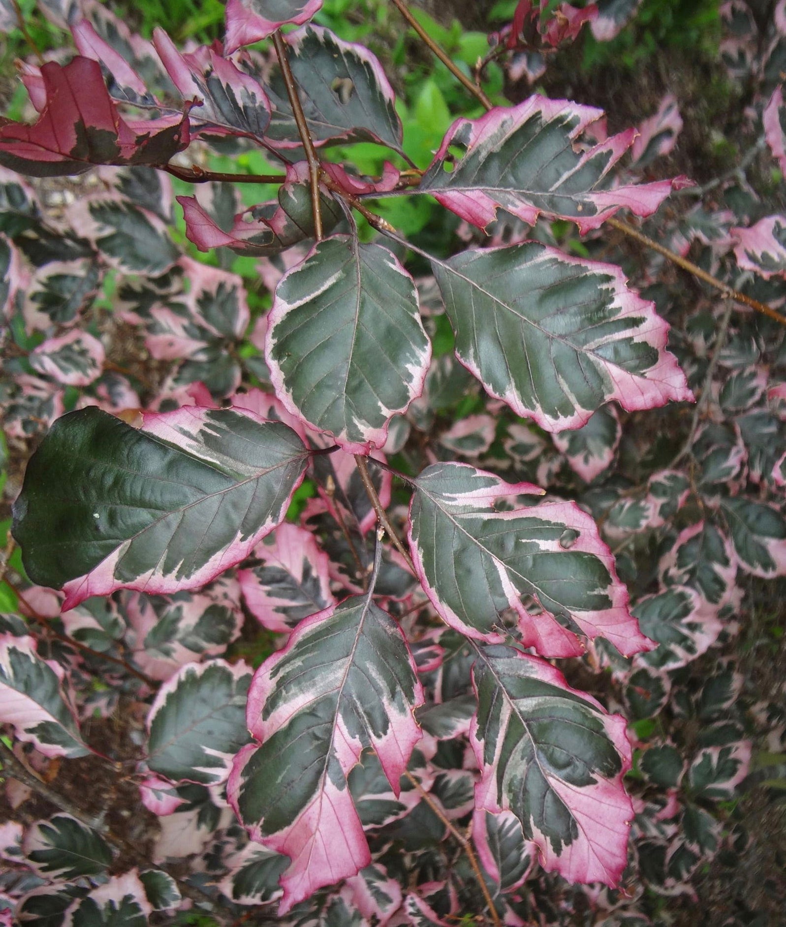 Buy Fagus sylvaltica 'Tricolor' Variegated European Beach — Mr Maple ...