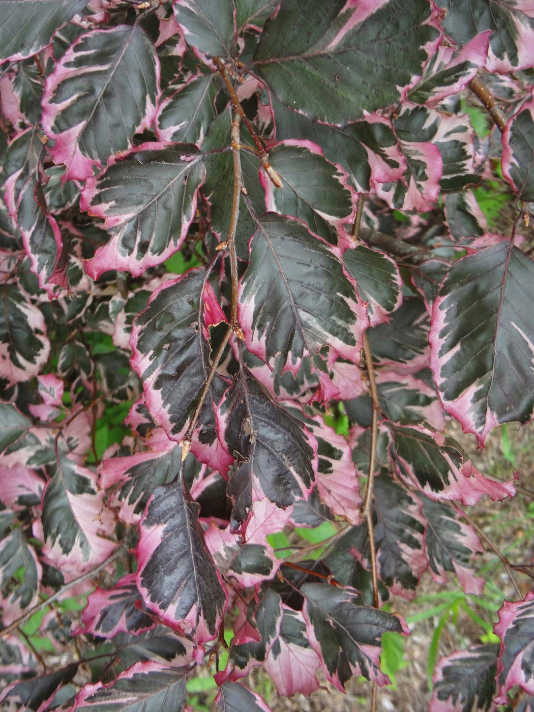 Buy Fagus sylvaltica 'Tricolor' Variegated European Beach — Mr Maple ...