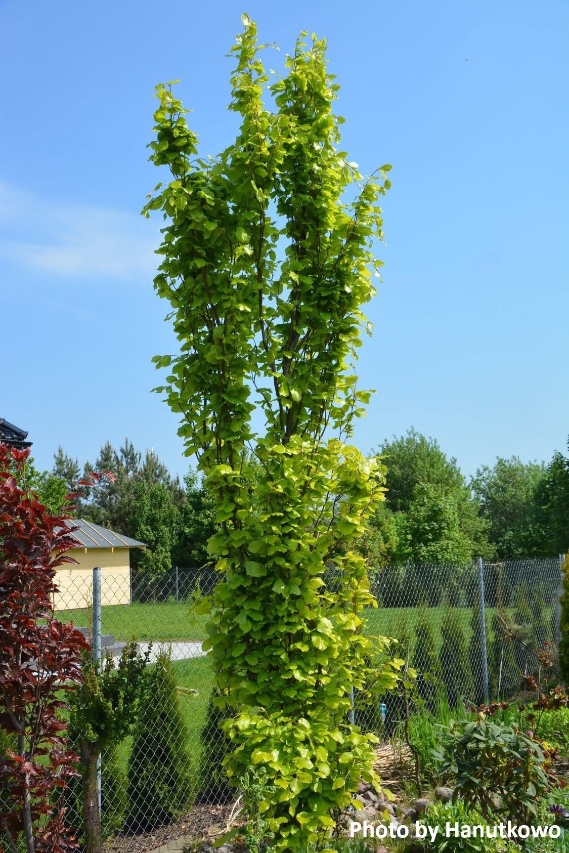 Buy Fagus sylvatica 'Dawyck Gold' Columnar European Beech Tree — Mr ...