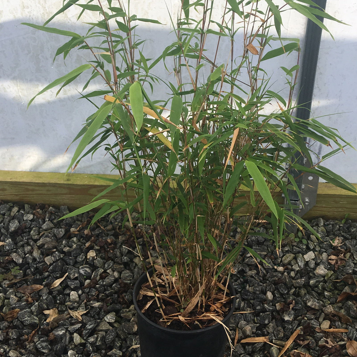 Buy Fargesia rufa 'Sunset Glow' Cold Hardy Clumping Bamboo — Mr Maple ...