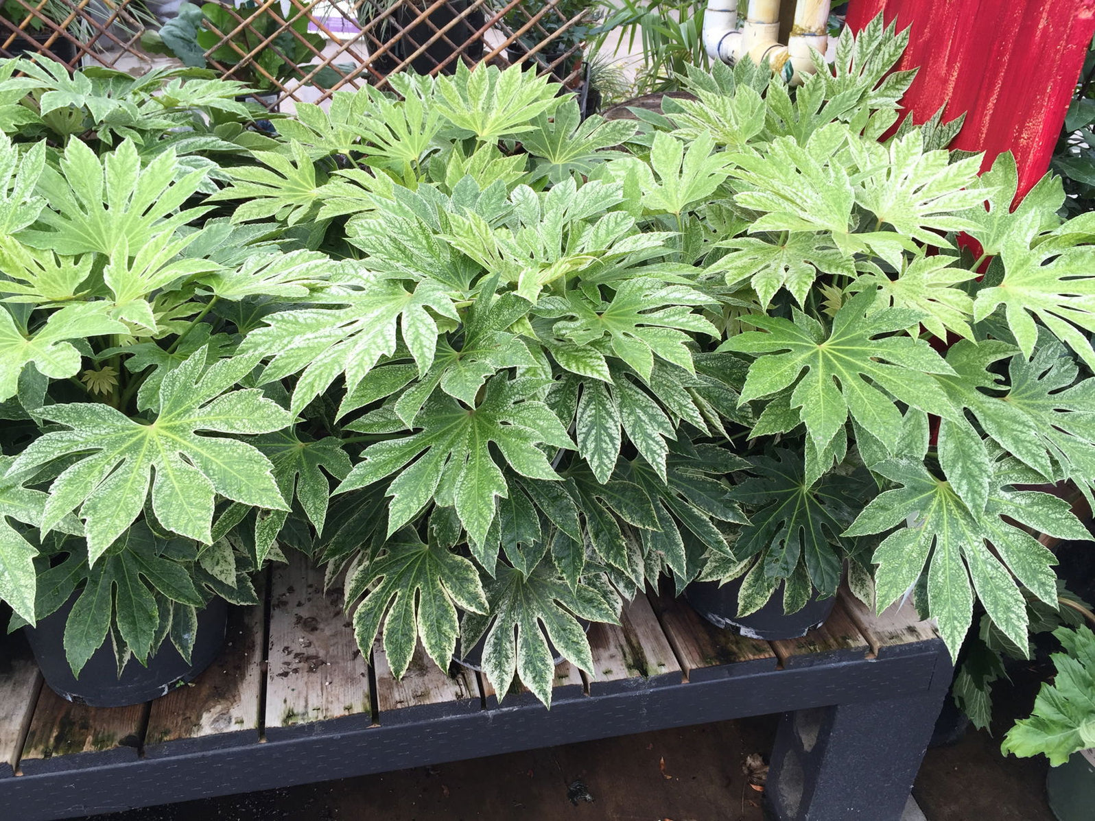 Buy Fatsia japonica 'Spider's Web' Reticulated Variegated Japanese ...