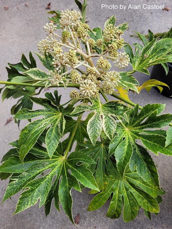Buy Fatsia japonica 'Spider's Web' Reticulated Variegated Japanese ...