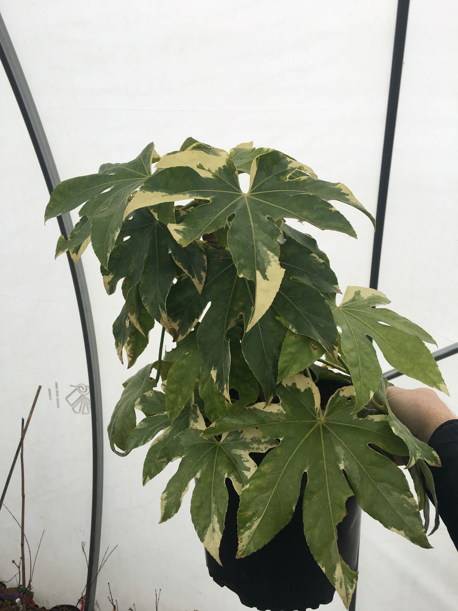 Buy Fatsia japonica 'Variegata' Marble Chip Variegated Japanese Aralia ...