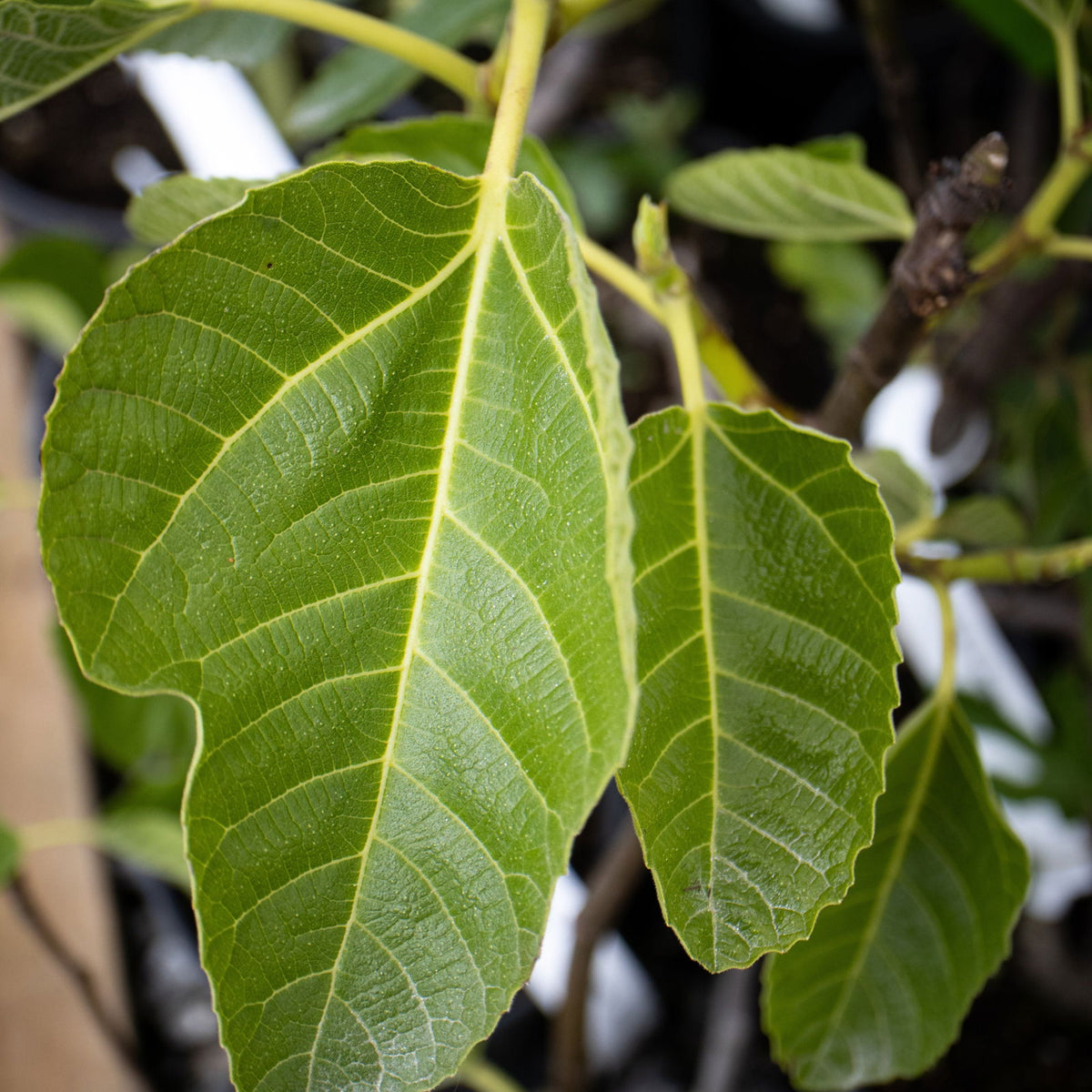 fig tree cleethorpes