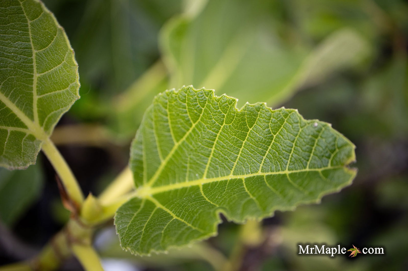 Buy Ficus carica 'Ghost Hill™' Mediterranean Fig Tree — Mr Maple │ Buy ...