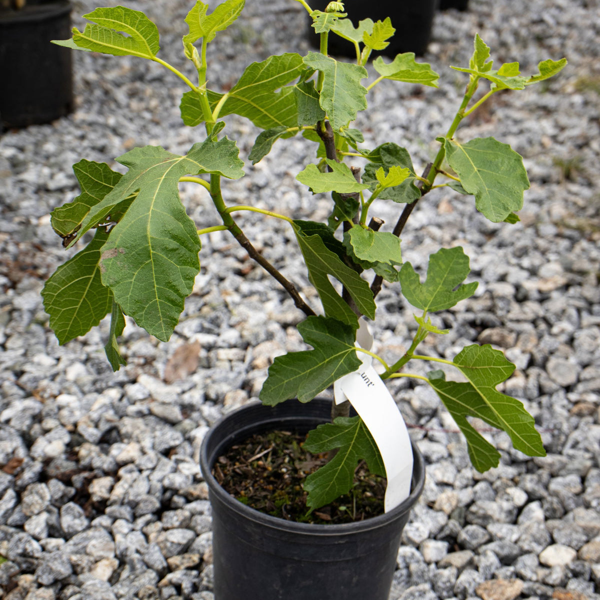 Buy Ficus carica 'Hunt' Mediterranean Fig Tree — Mr Maple │ Buy ...
