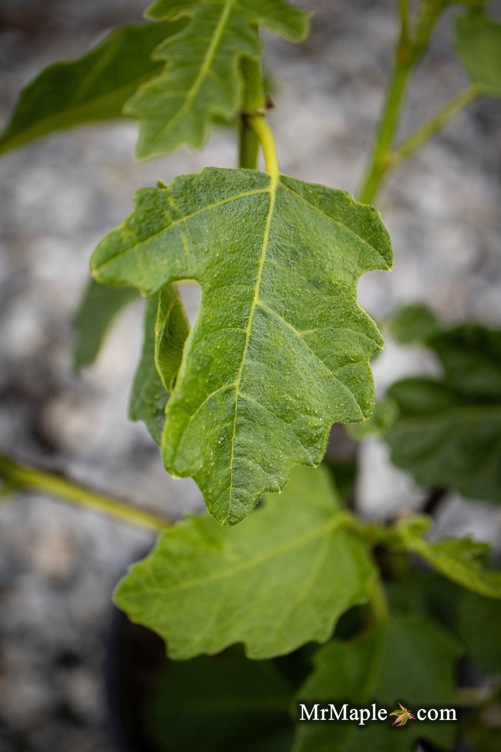 Buy Ficus carica 'Hunt' Mediterranean Fig Tree — Mr Maple │ Buy ...