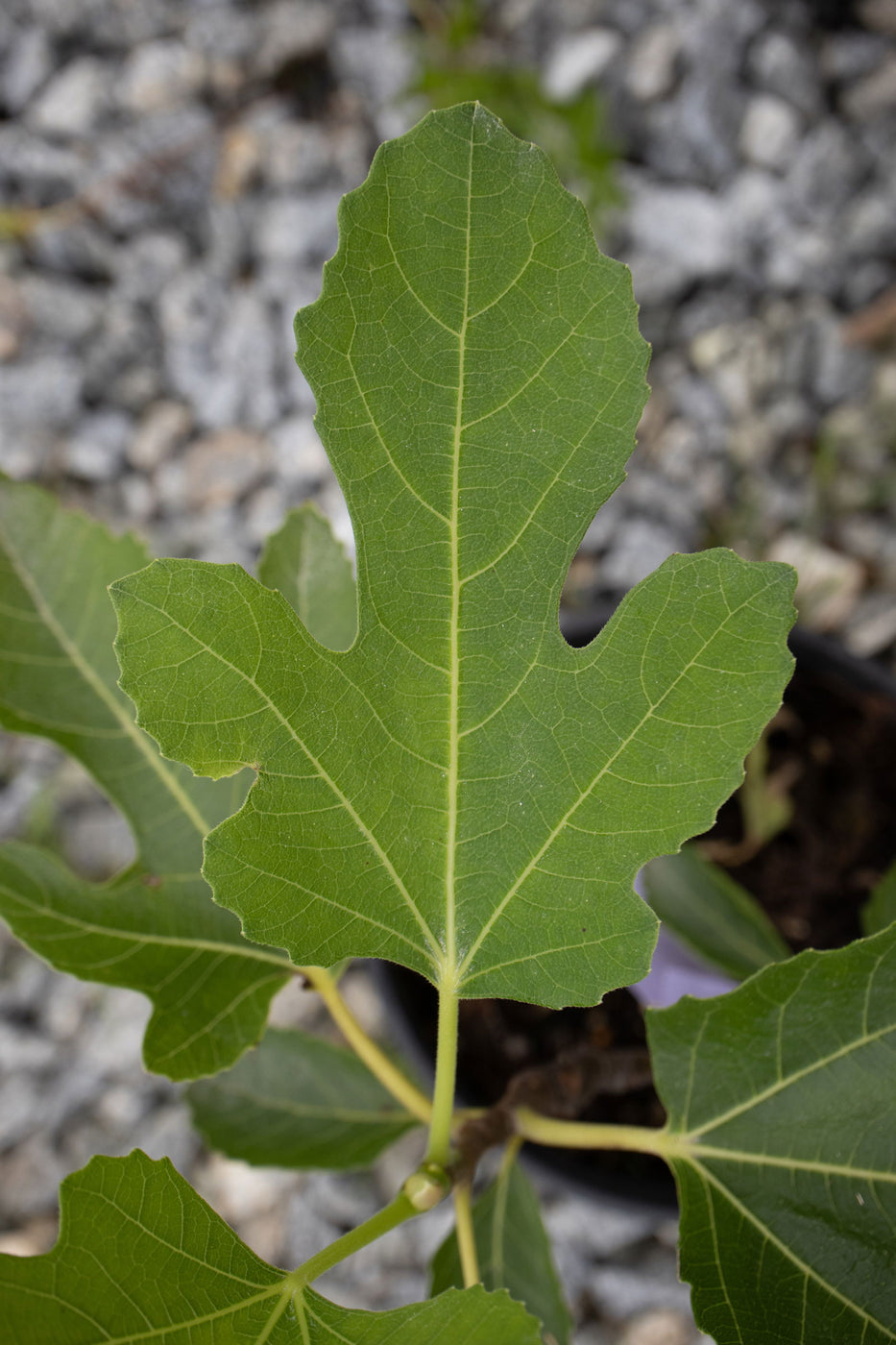 Buy Ficus carica 'Osborne Prolific' Mediterranean Fig Tree — Mr Maple ...